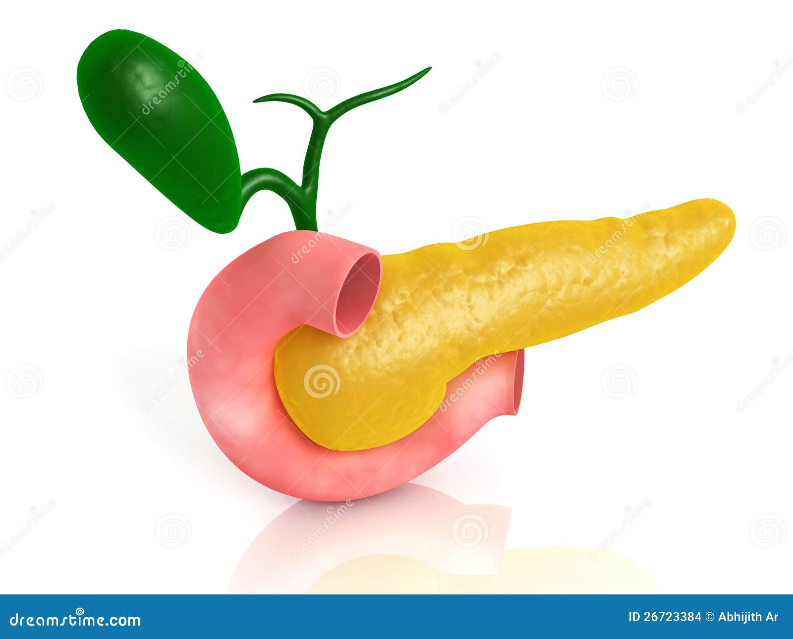 Pancreas stock illustration. Illustration of protein - 26723384