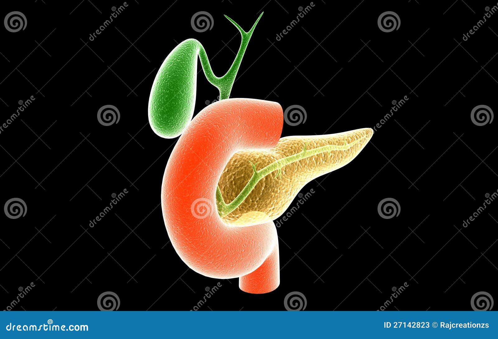 Pancreas stock illustration. Illustration of pancreatic - 27142823