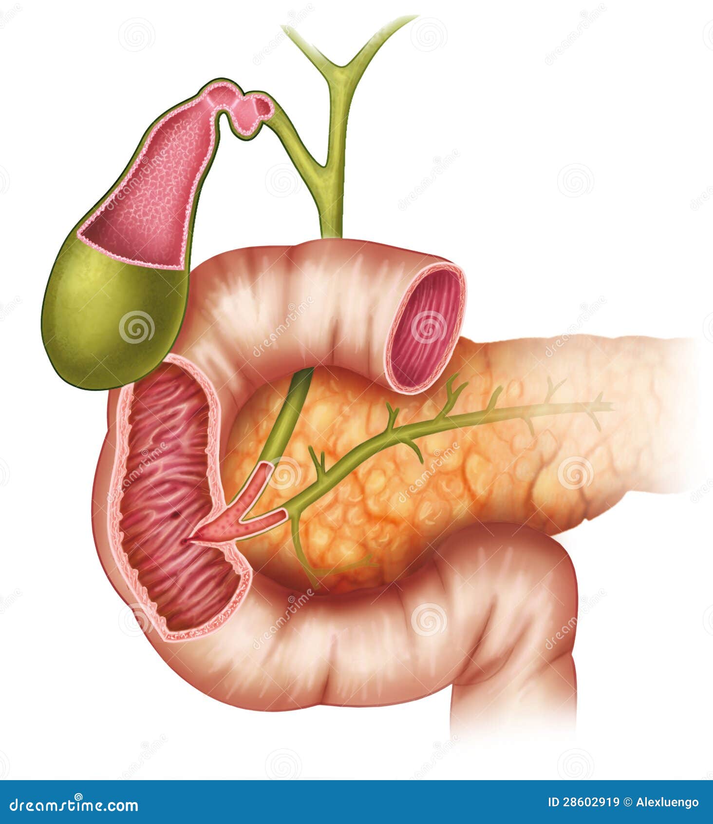 The pancreas stock illustration. Illustration of intestine - 28602919