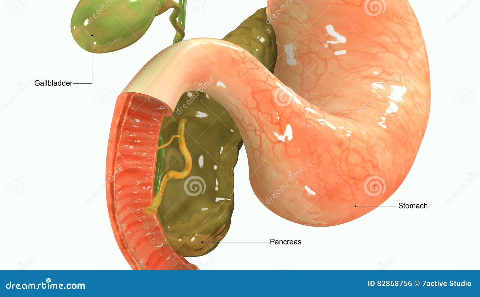 Pancreas ilustração stock. Ilustração de ciência, intestino - 82868756