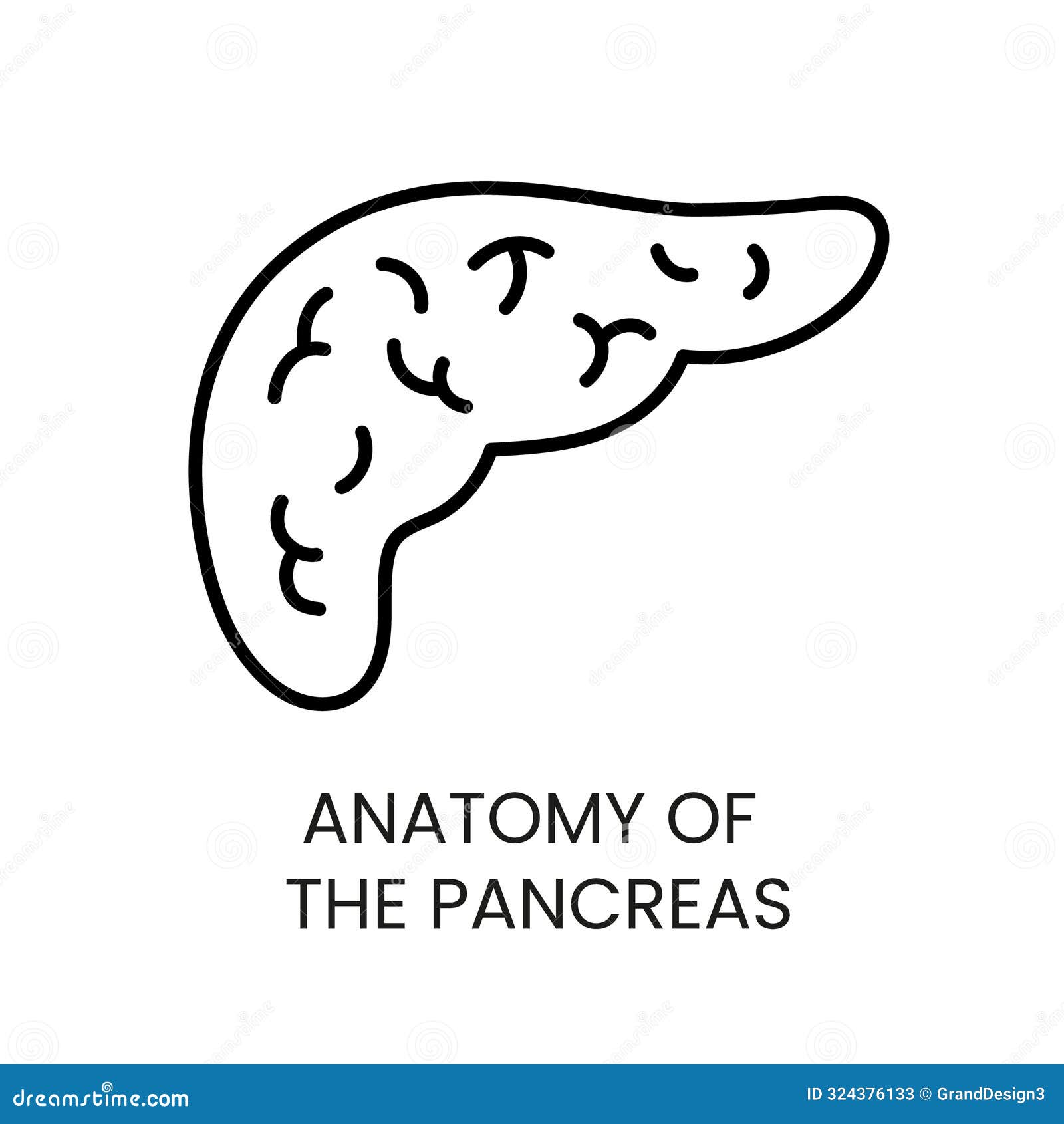Pancreas Anatomy Line Vector Icon with Editable Stroke Stock ...