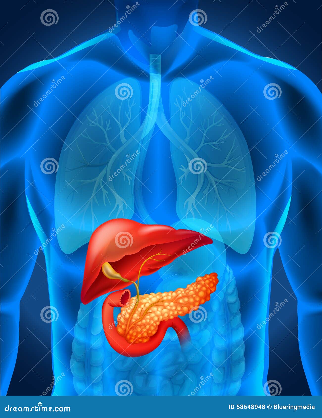 Pancreas On Man Body Silhouette Vector Medical Illustration Isolated On ...