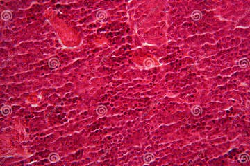 Pancreas Cells Under the Microscope Stock Image - Image of infection ...