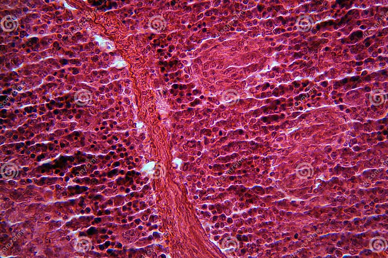 Pancreas Cells Under the Microscope Stock Image - Image of mammalian ...