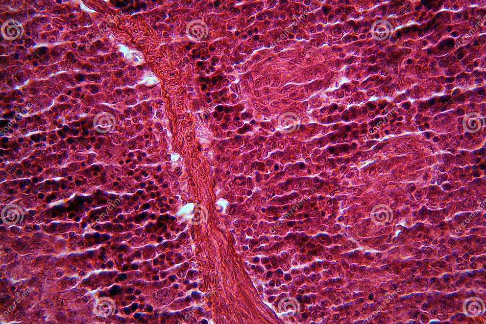 Pancreas Cells Under the Microscope Stock Image - Image of mammalian ...
