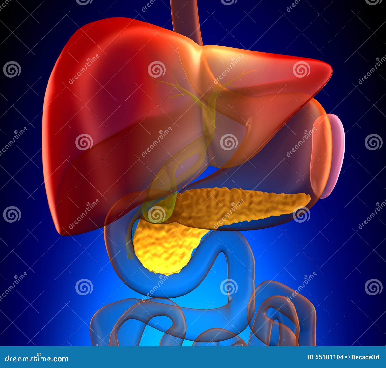 Pancreas Cross Section Real Human Anatomy - on Blue Background Stock ...