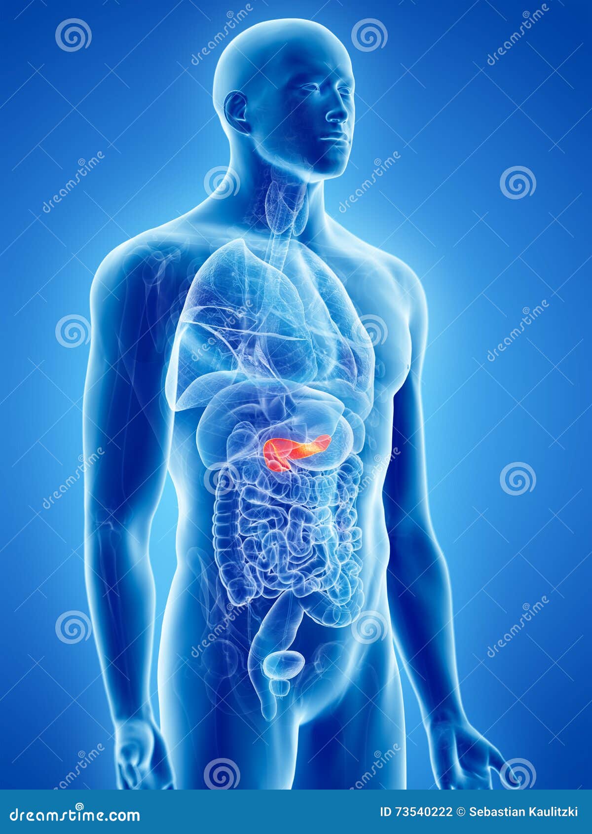 The pancreas stock illustration. Illustration of accurate - 73540222