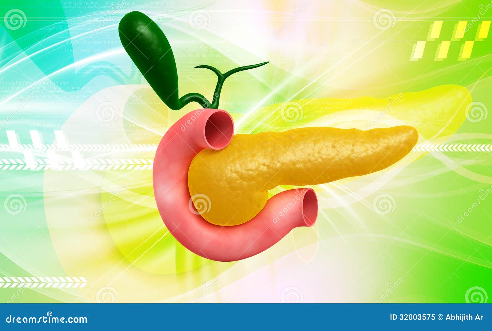 Pancreas Cartoons, Illustrations & Vector Stock Images - 12438 Pictures ...
