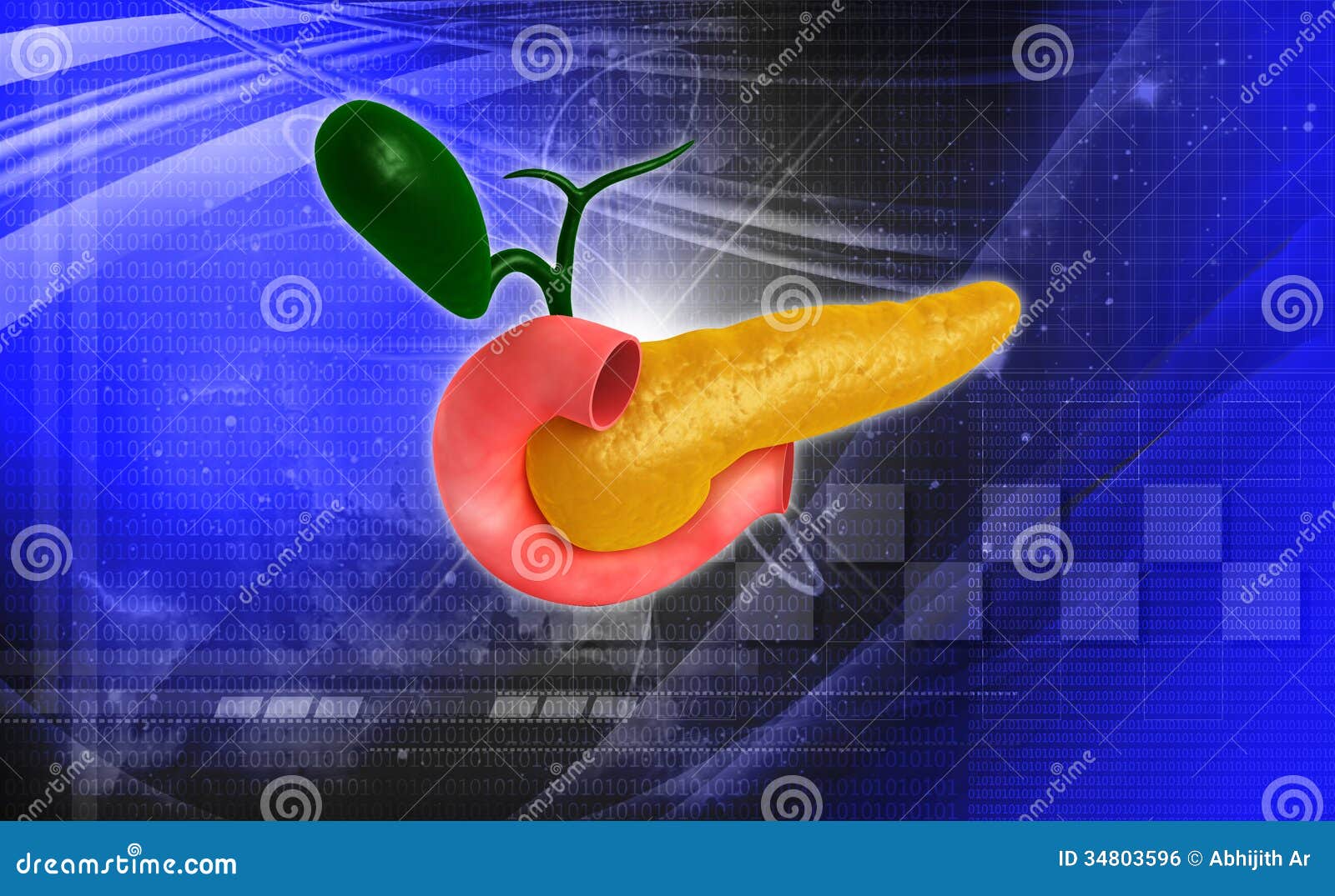 Pancreas stock illustration. Illustration of protein - 34803596