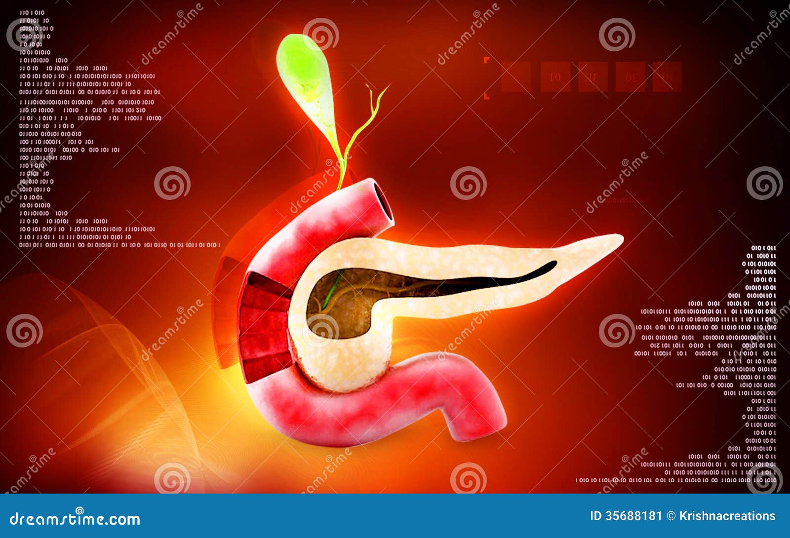 Pancreas Cartoons, Illustrations & Vector Stock Images - 12440 Pictures ...