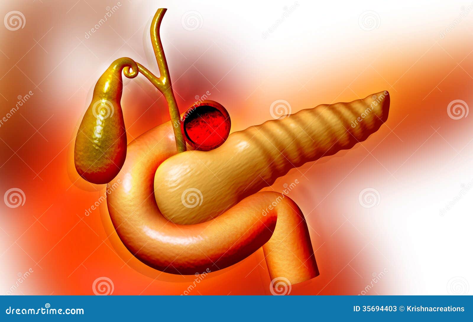 Pancreas Stock Photos - Image: 35694403