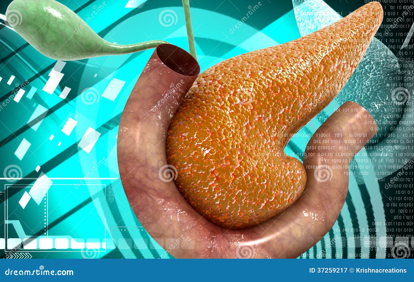 Pancreas Royalty-Free Illustration | CartoonDealer.com #37259217