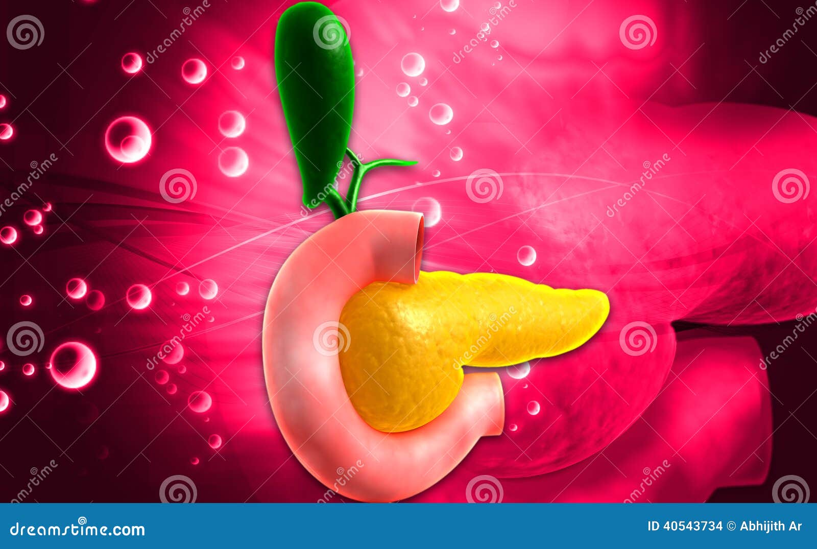 Pancreas stock illustration. Illustration of stomach - 40543734