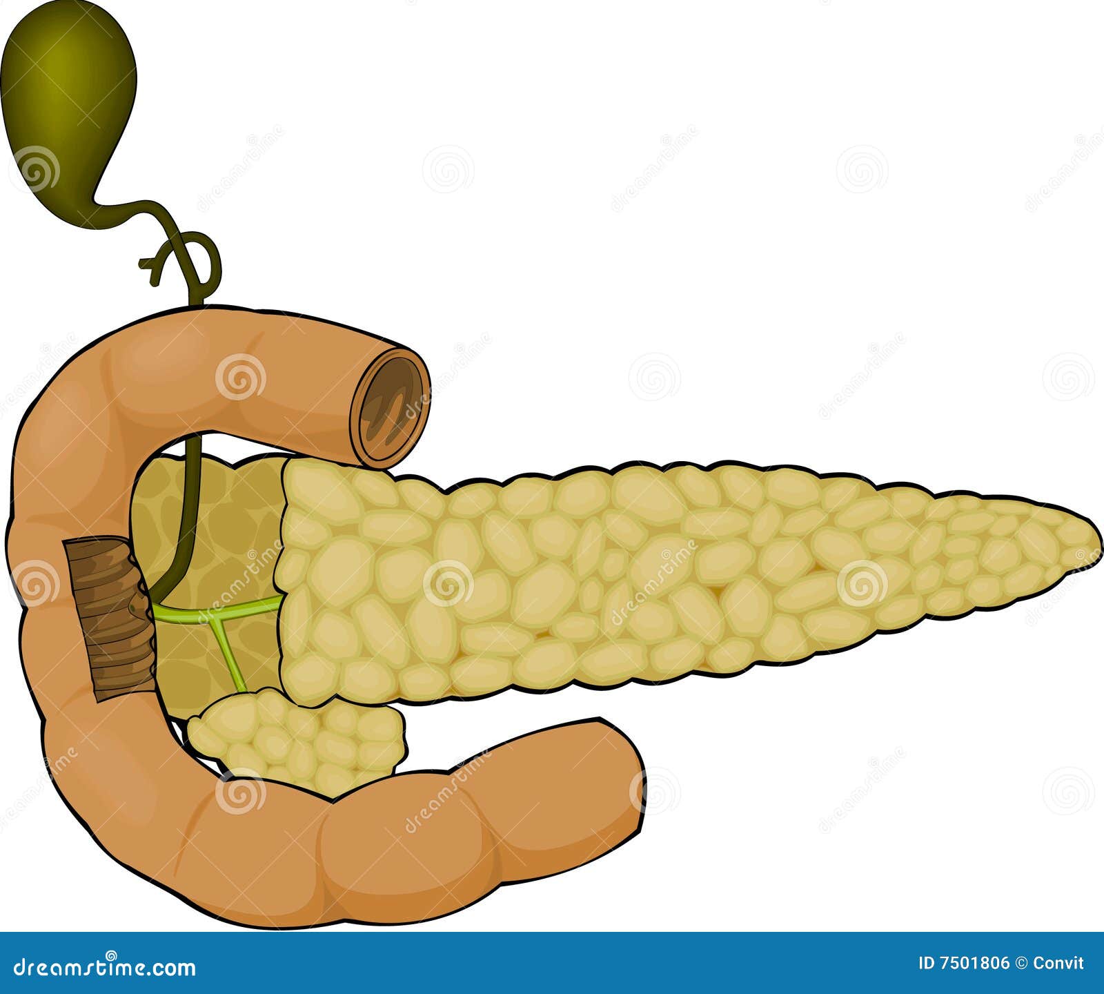 Pancreas Duodenum And Gall Bladder Stock Vector Illustration Of Duct