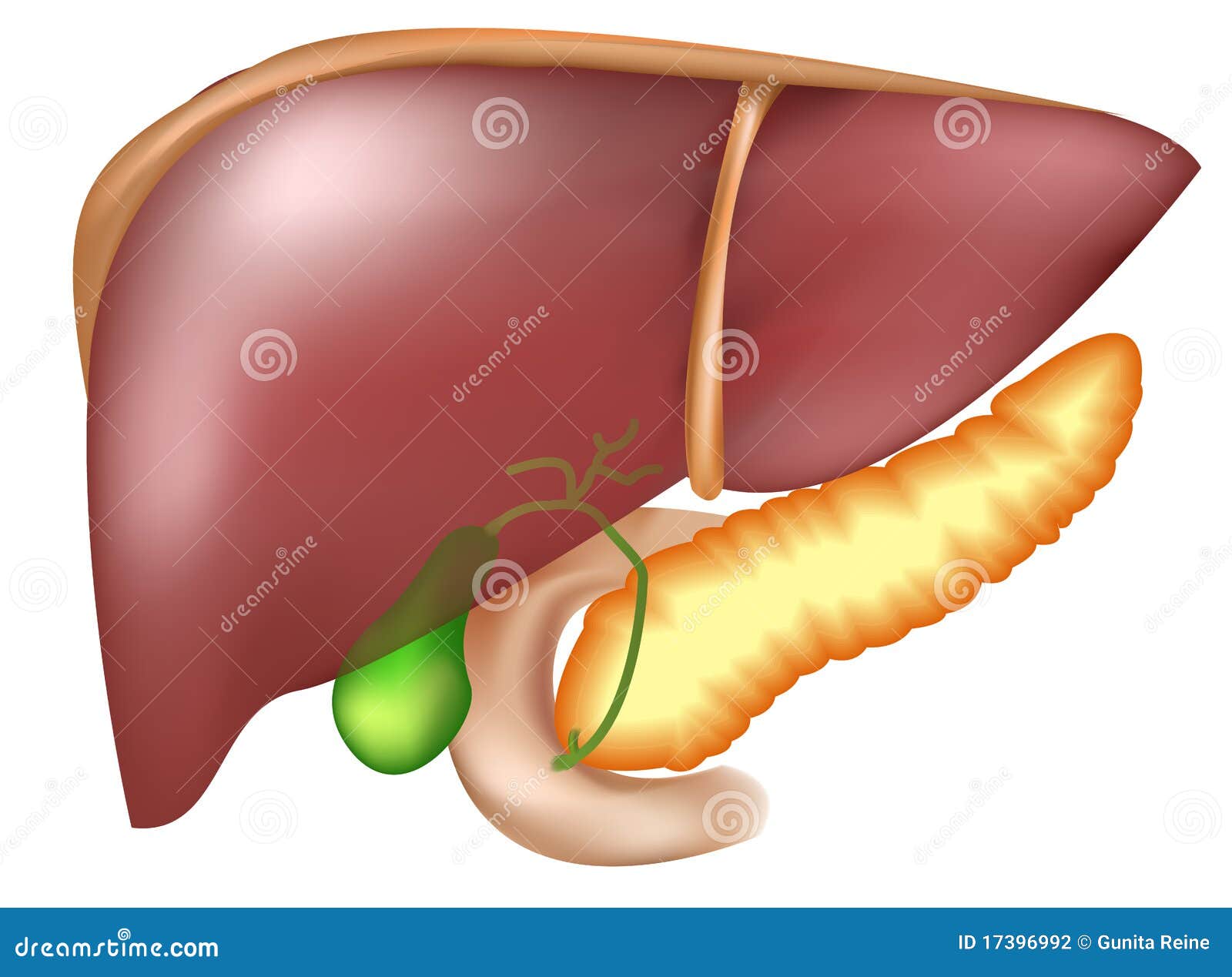 Pancreas e fegato illustrazione vettoriale. Illustrazione di donatore ...
