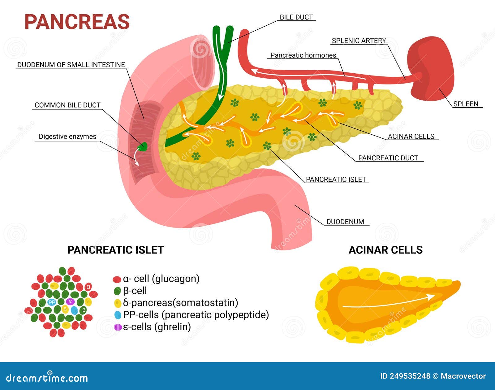 Pancreas Flat Infographic Composition Stock Vector - Illustration of ...