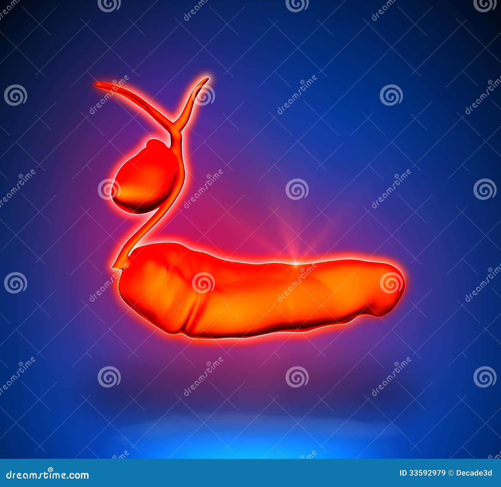 Pancreas / Gallbladder - Internal Organs Royalty-Free Stock Photography ...