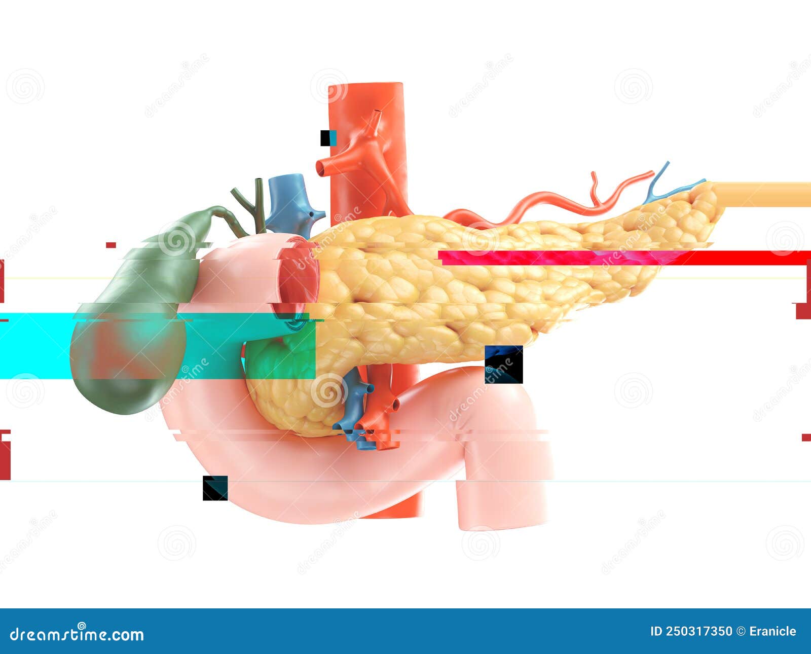 Pancreas, Duodenum And Gall Bladder Vector Illustration | CartoonDealer ...