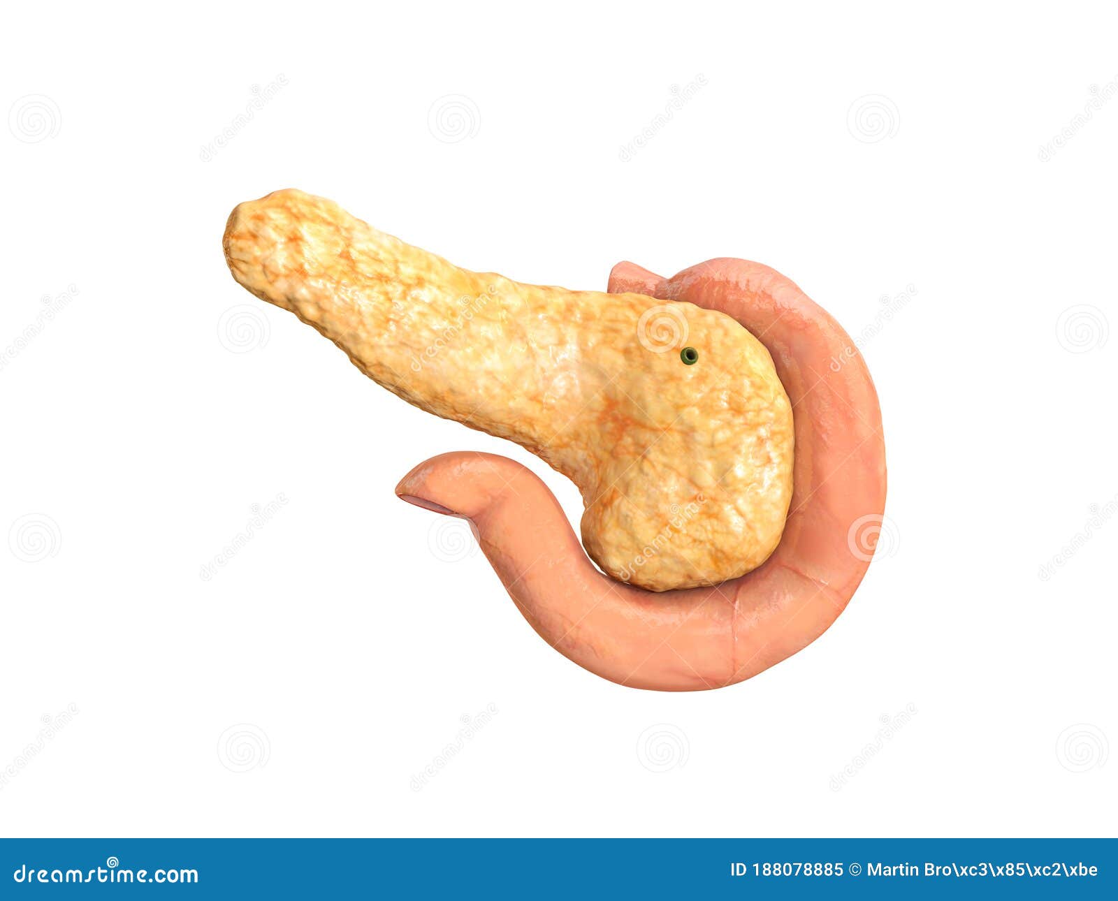 Pancreas, Human Anatomy, Posterior View, Duodenum, on White Background ...