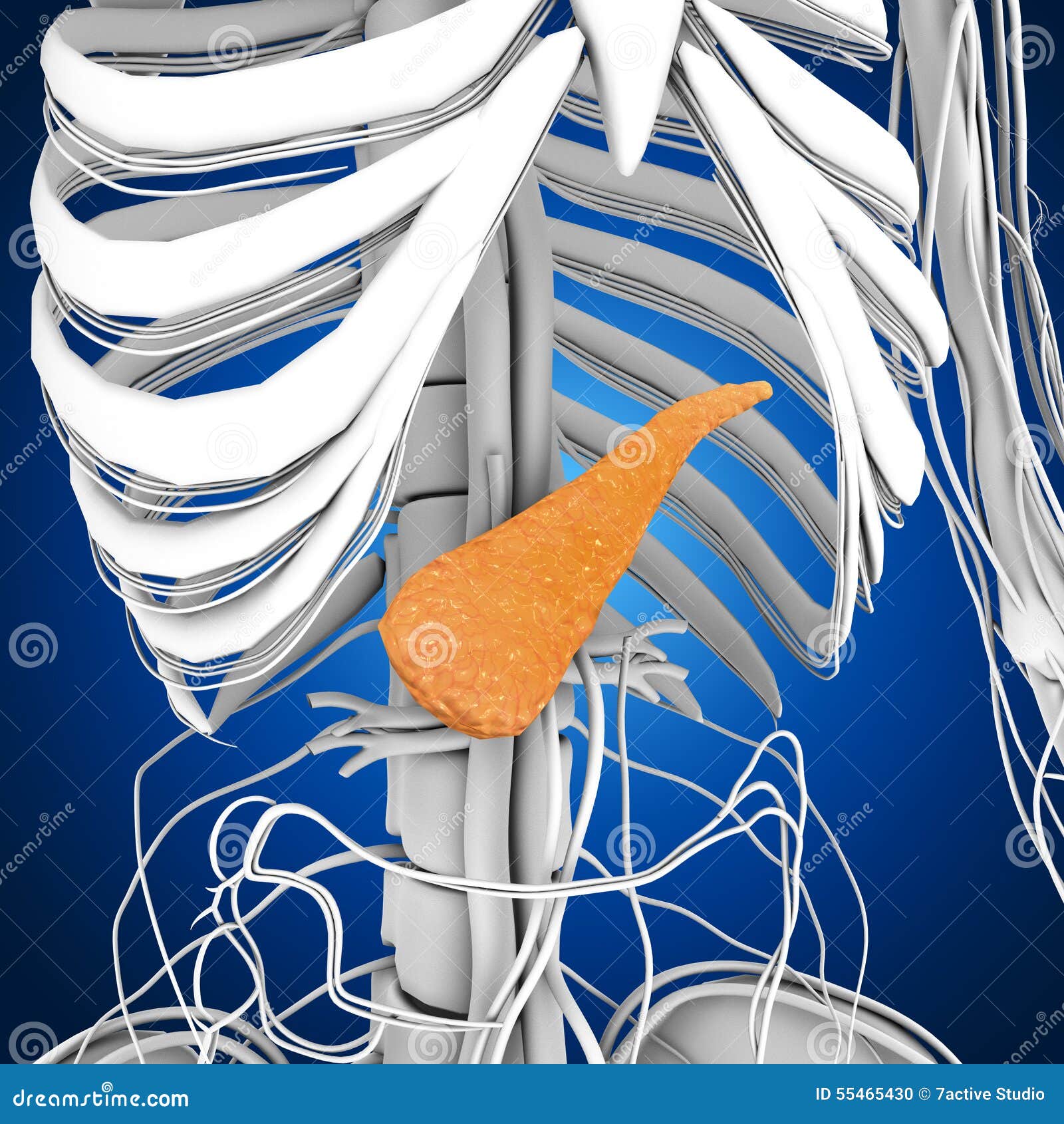 Pancreas stock illustration. Illustration of biology - 55465430