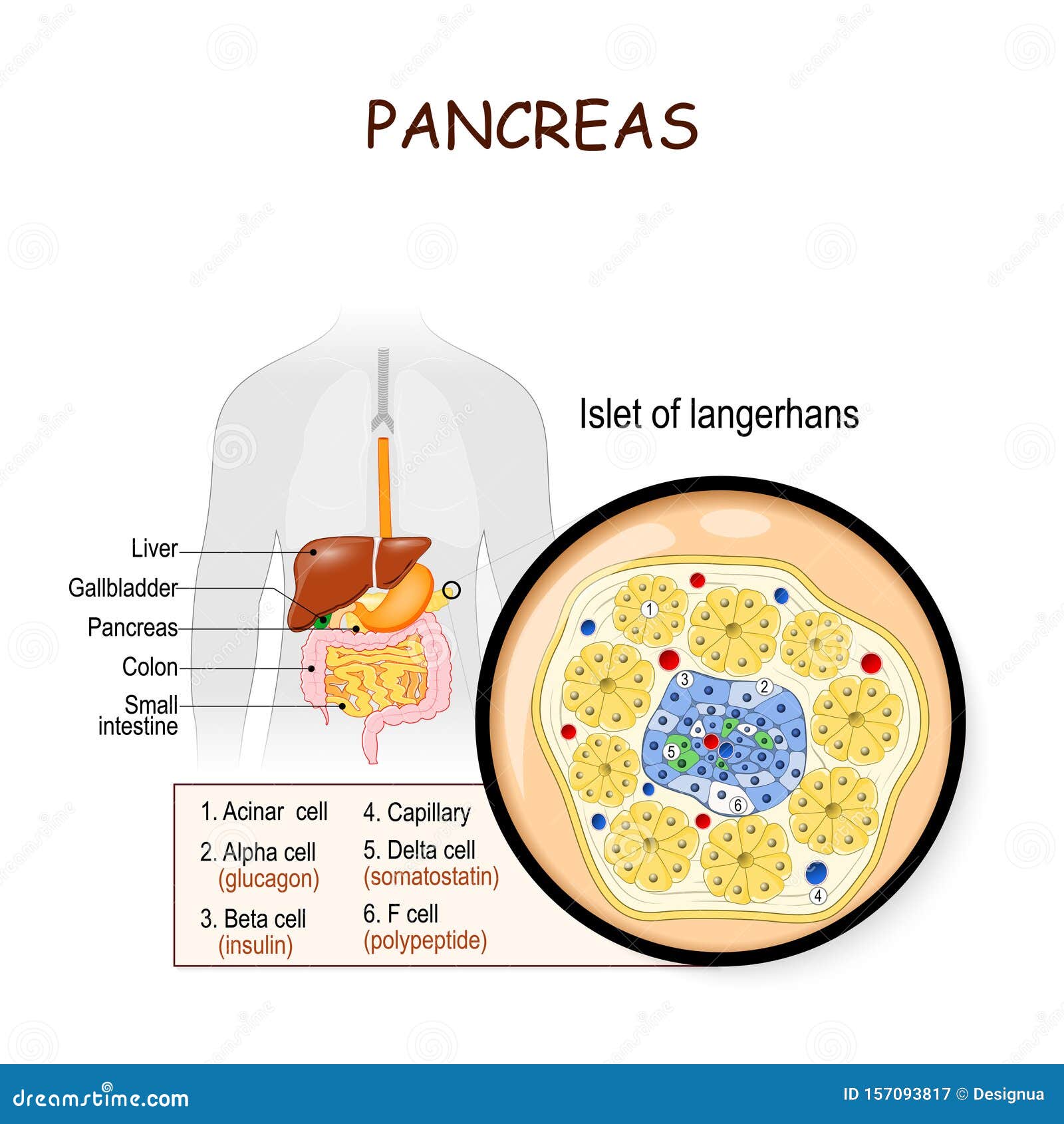 Pancreas. Islet of Langerhans Stock Vector - Illustration of glucagon ... Pancreas. Islet of Langerhans Stock Vector - Illustration of glucagon ...