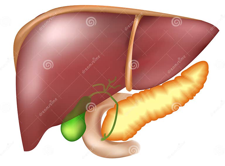 Pancreas and liver stock vector. Illustration of cross - 17396992