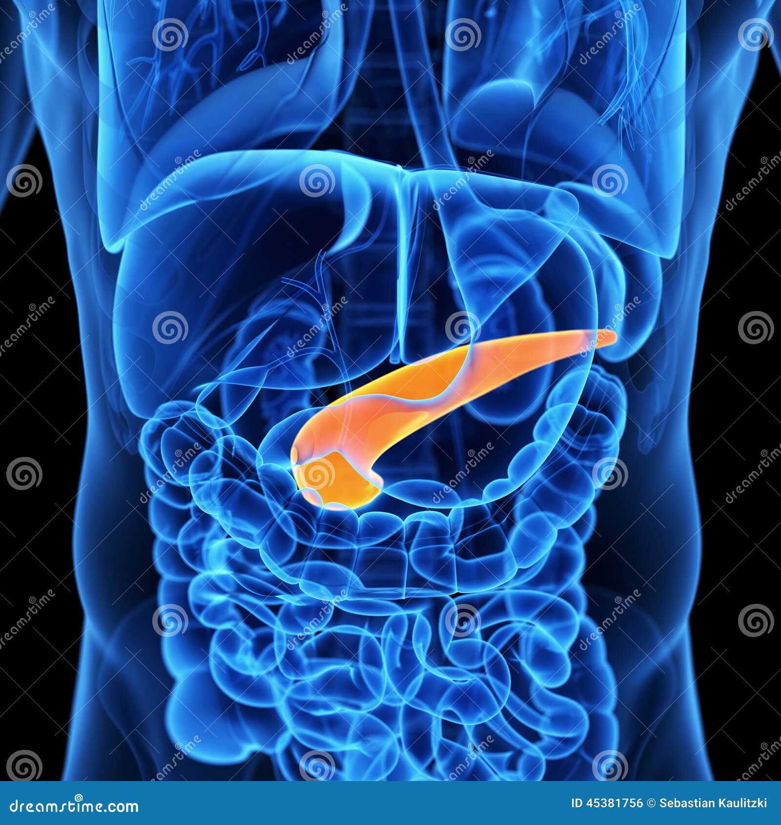 The pancreas stock illustration. Illustration of orange - 45381756