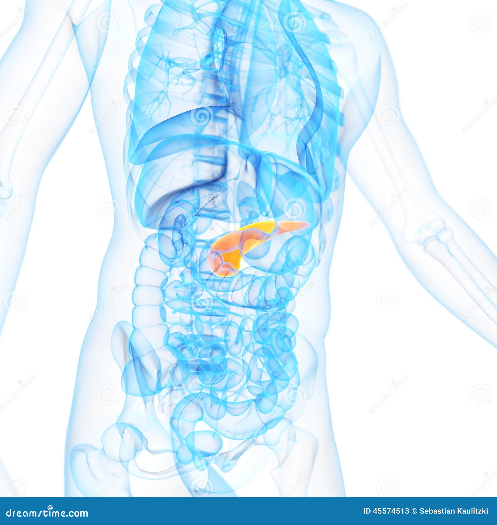 The Pancreas Stock Illustration | CartoonDealer.com #45574513