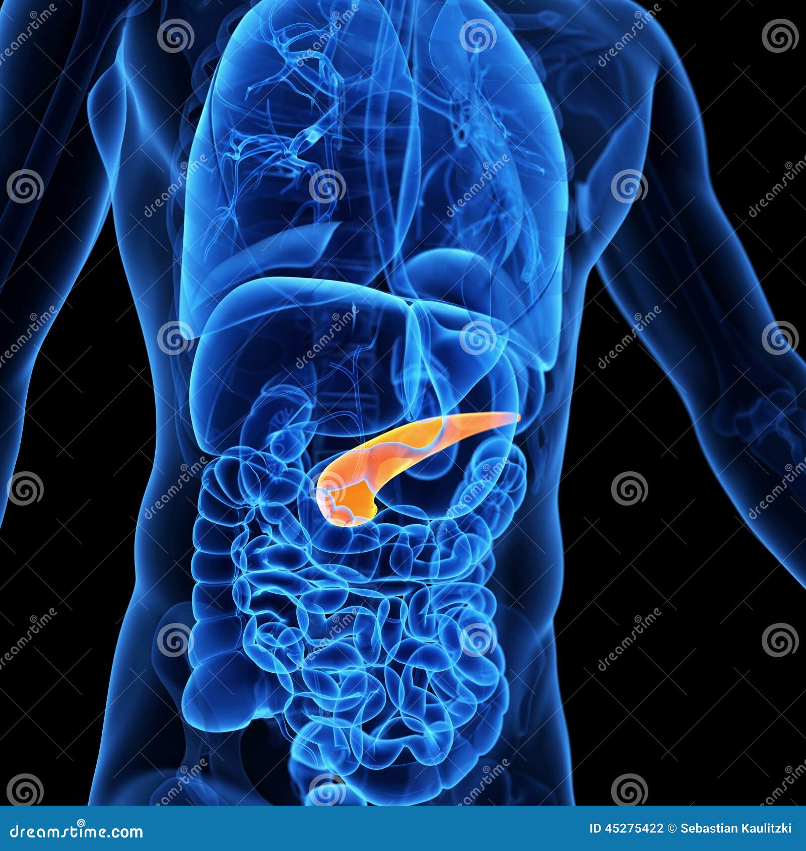 The Pancreas Stock Illustration | CartoonDealer.com #45275422