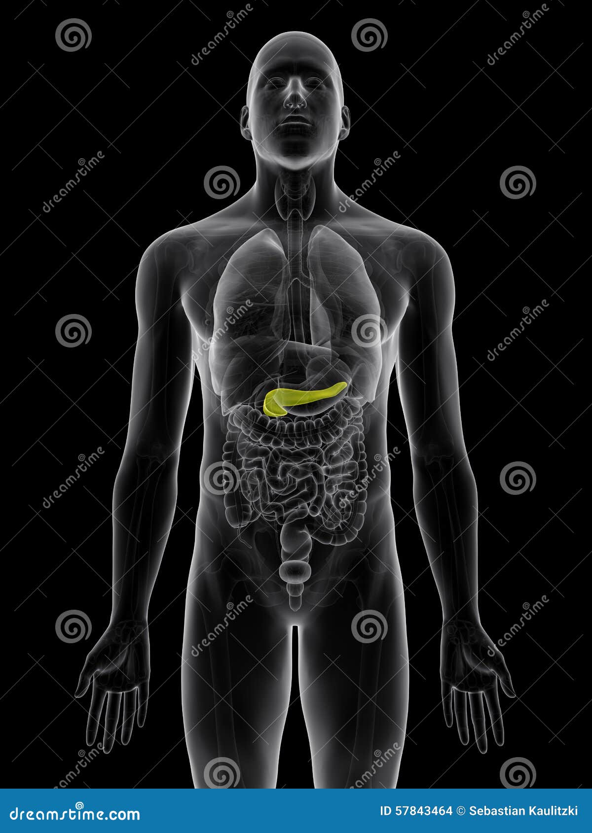 The pancreas stock illustration. Illustration of rendering - 57843464