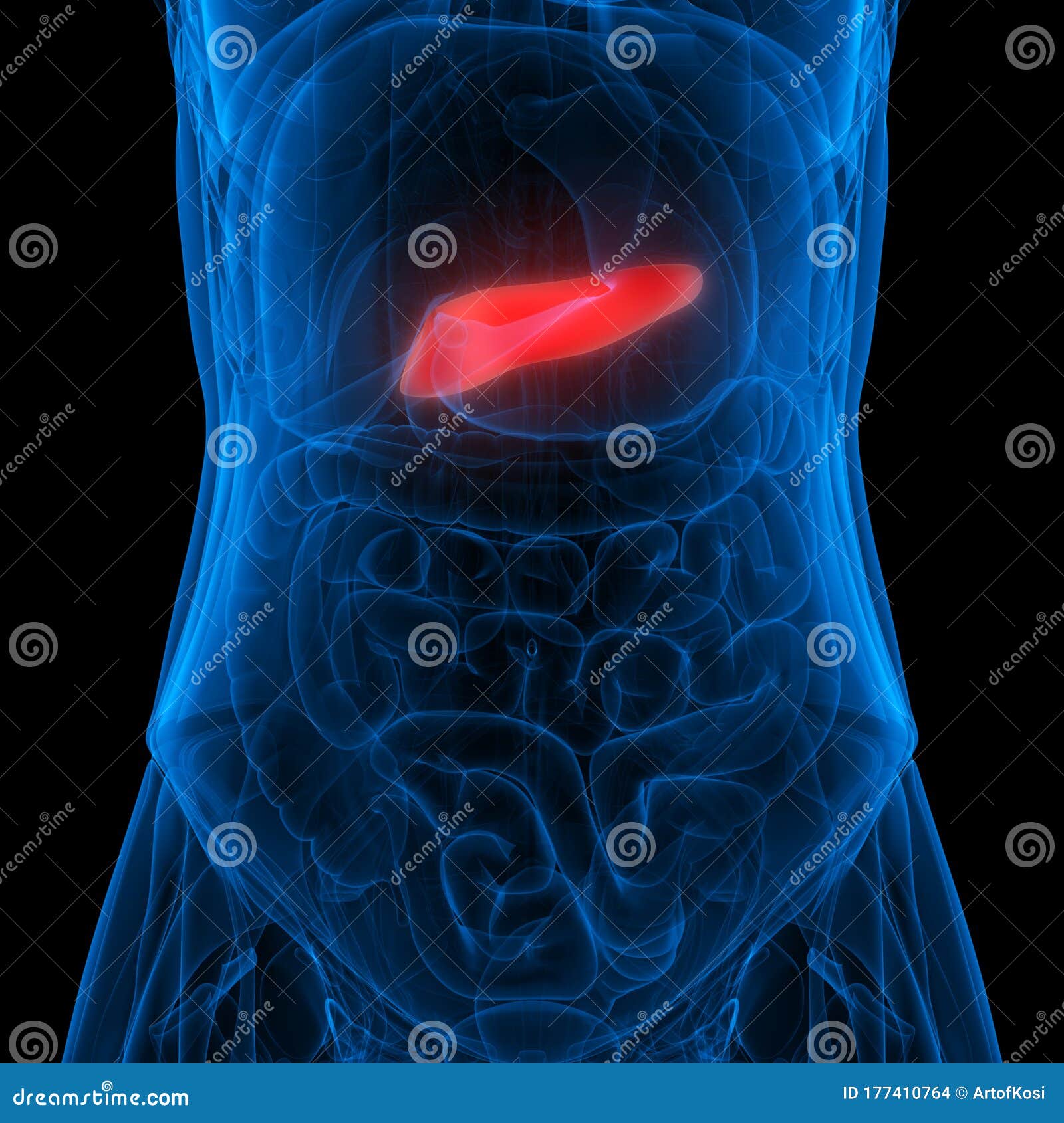Pancreas a Part of Human Digestive System Anatomy 3d Rendering Stock ...