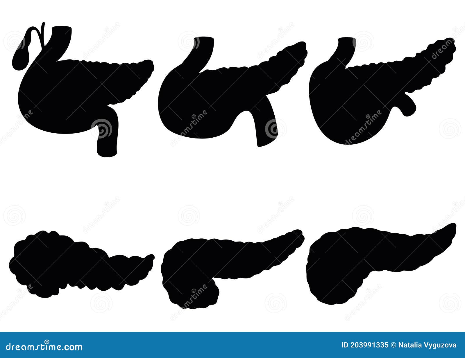 Pancreas in a set stock vector. Illustration of silhouette - 203991335