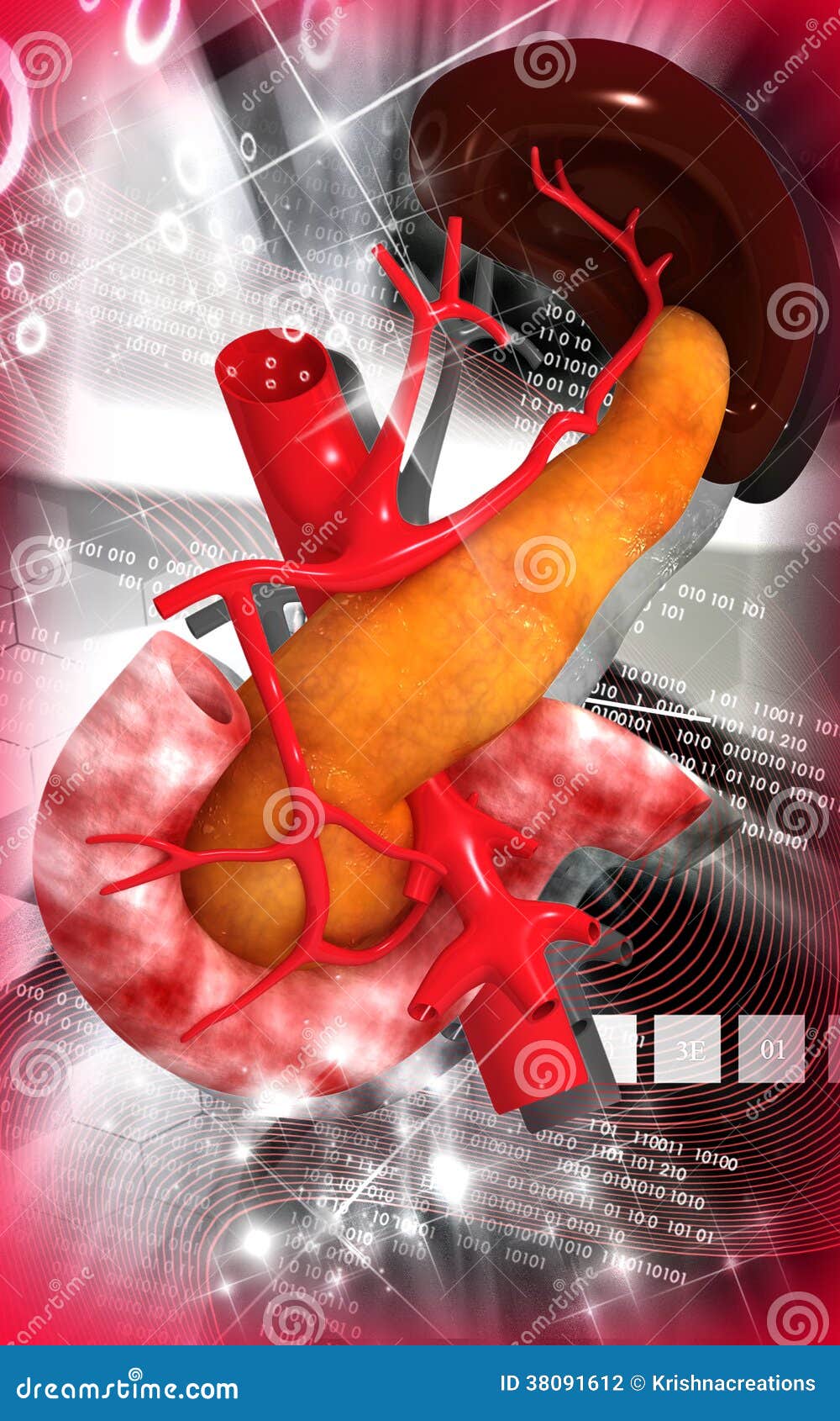 Pancreas And Spleen Royalty-Free Illustration | CartoonDealer.com #36326649