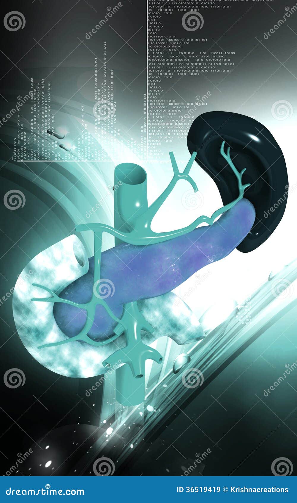 Pancreas And Spleen Stock Illustration | CartoonDealer.com #34645672