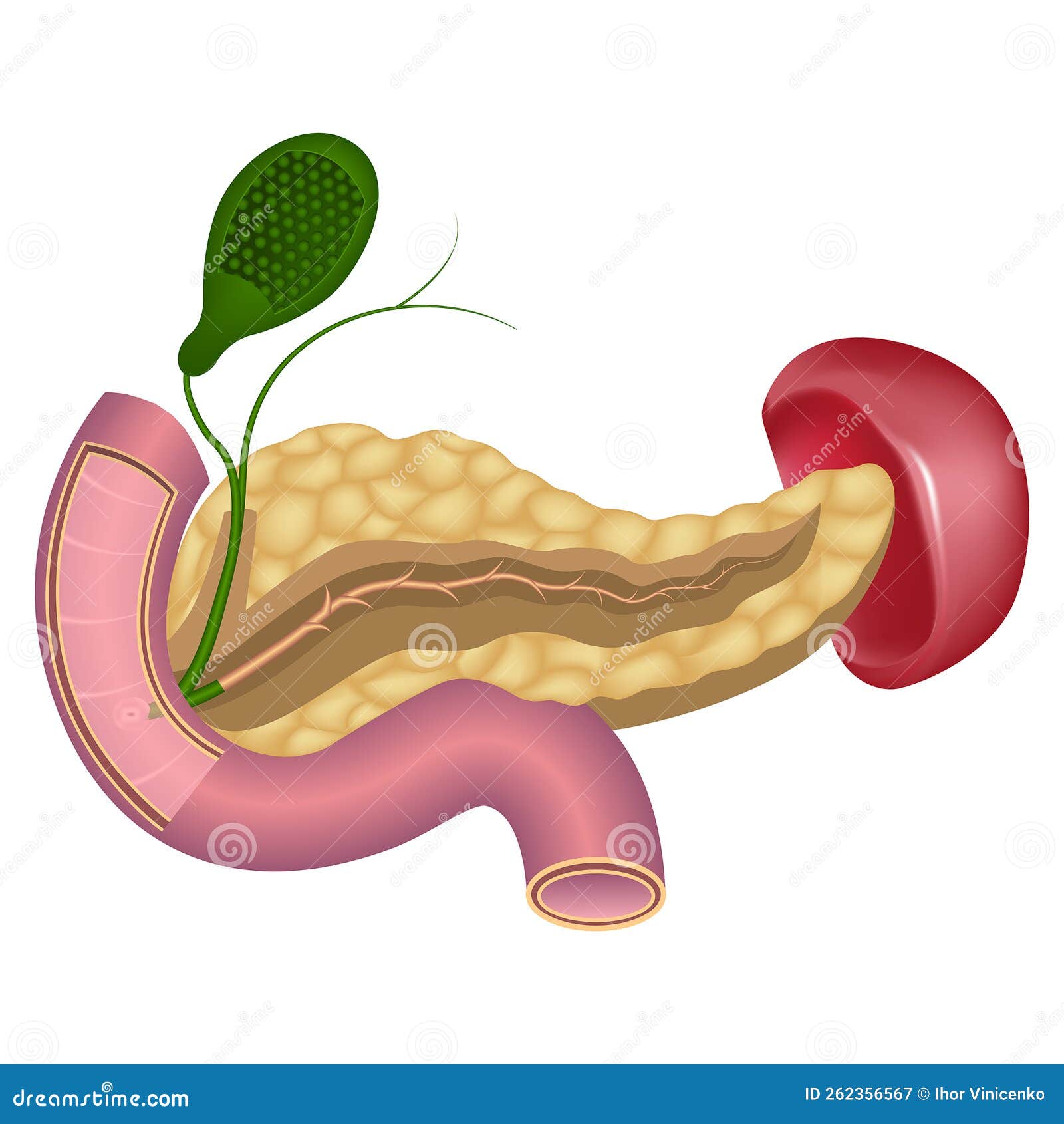 Spleen And Pancreas