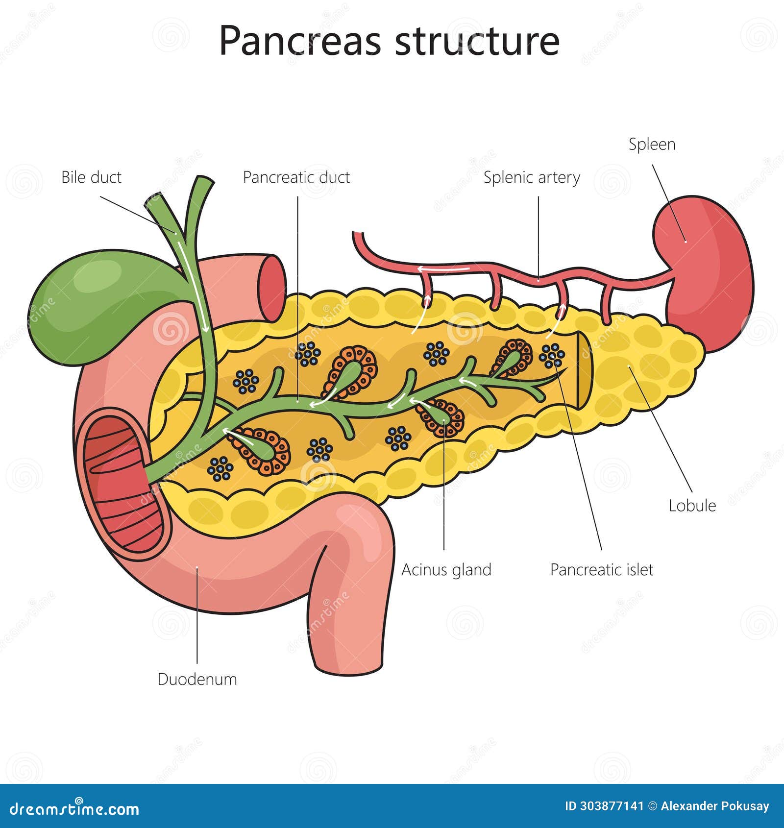 Pancreas Structure Diagram Medical Science Royalty-Free Illustration ...