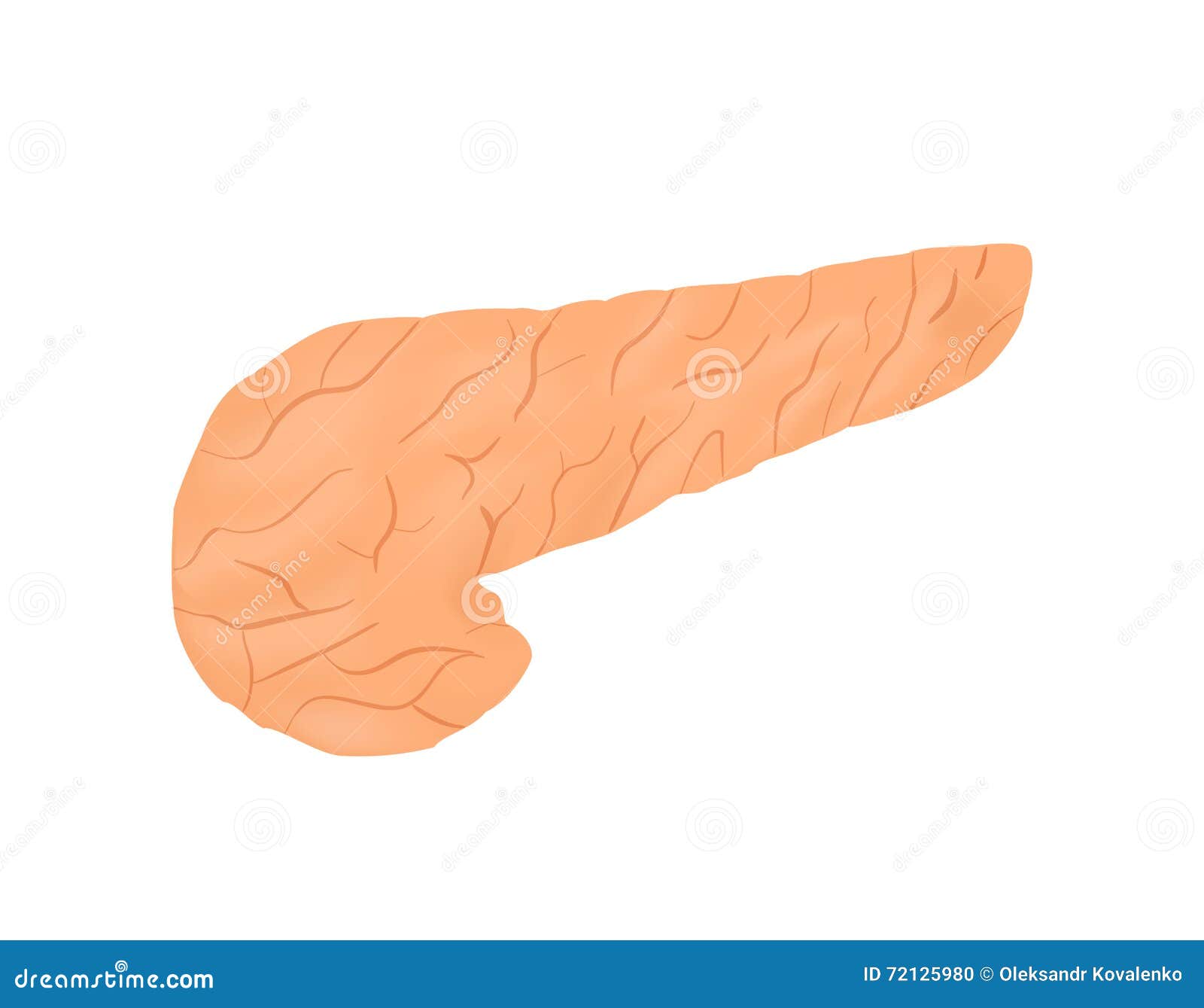 Pancreas Structure Vector Illustration Stock Vector - Illustration of ...