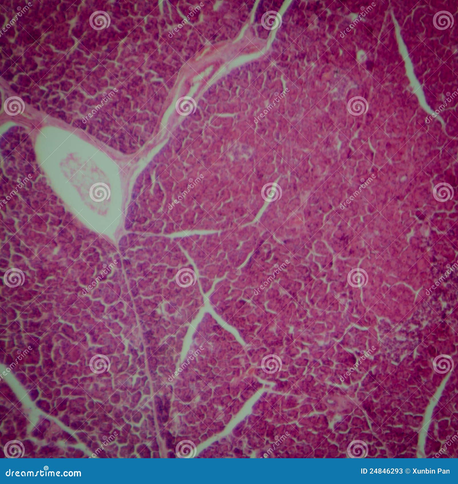 Pancreas tissue stock image. Image of education, research - 24846293