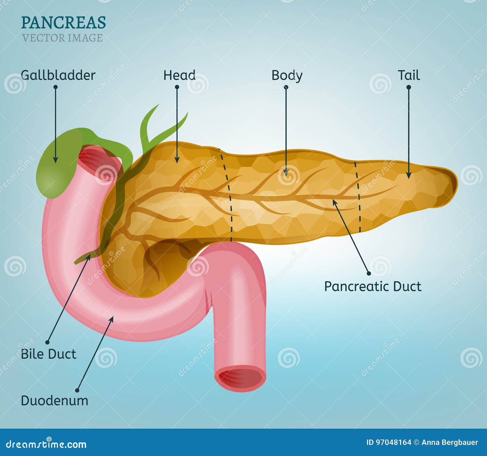 Pancreas Vector Image stock vector. Illustration of bladder - 97048164