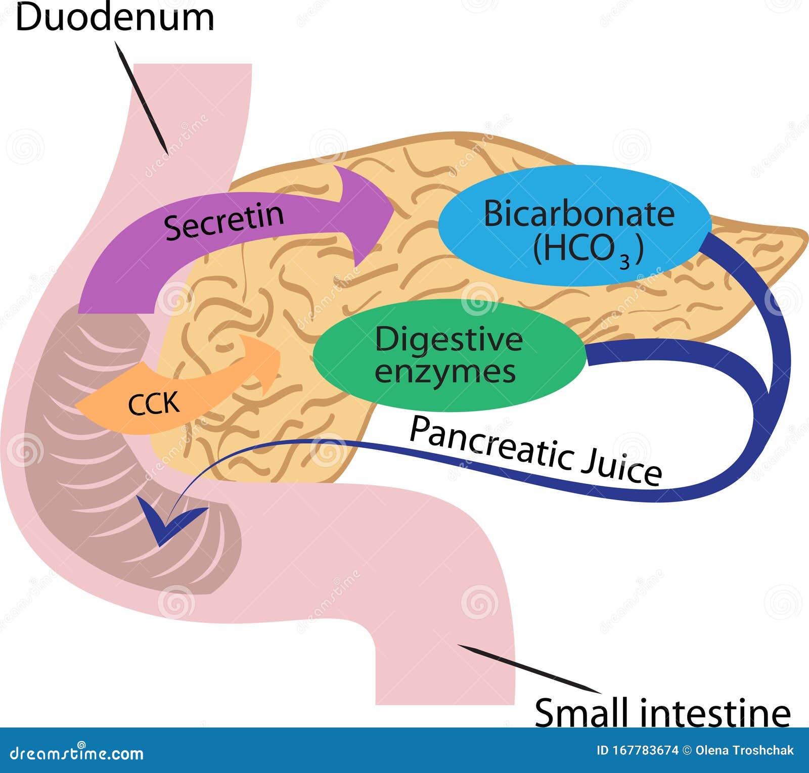 Pancreatic Function In A Human Body Stock Vector - Illustration of ...