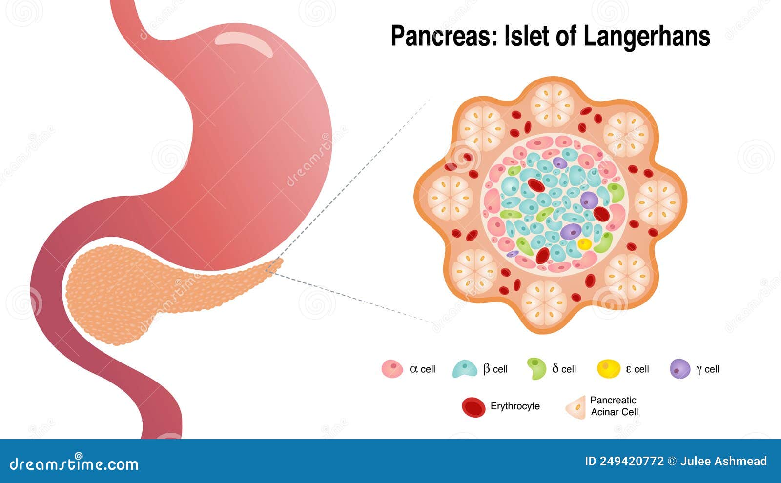 Vector Illustration Slide of the Pancreatic Islet Cells Stock Vector ...