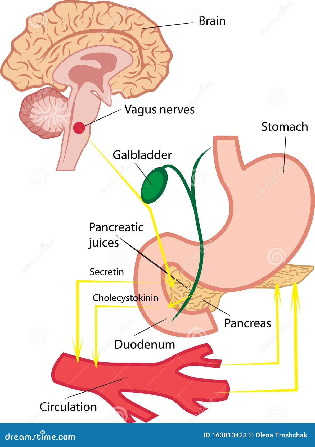 Secretion Of Bile And Pancreatic Juice, Vintage Engraving Cartoon ...
