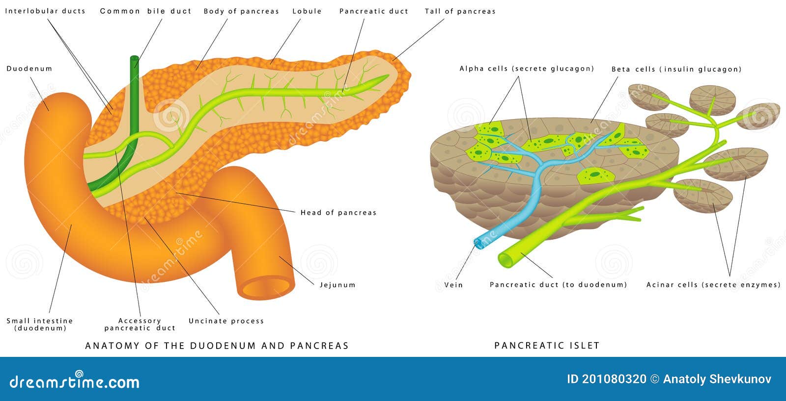 Pancreas Slide Labeled Alpha Cells