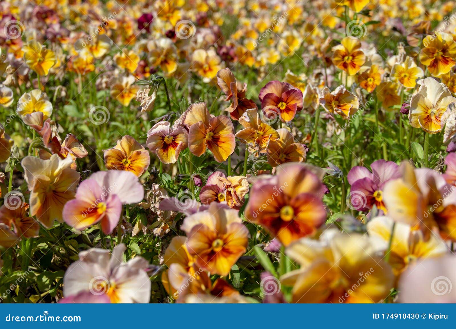 Pancy Viola Hortensis Violaceae Flowers Blooming Stock Photo - Image of ...