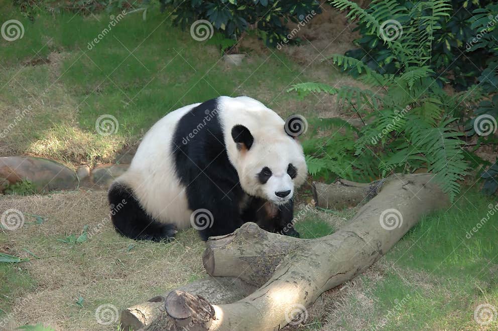 Panda stock photo. Image of orient, life, panda, bear - 1048644