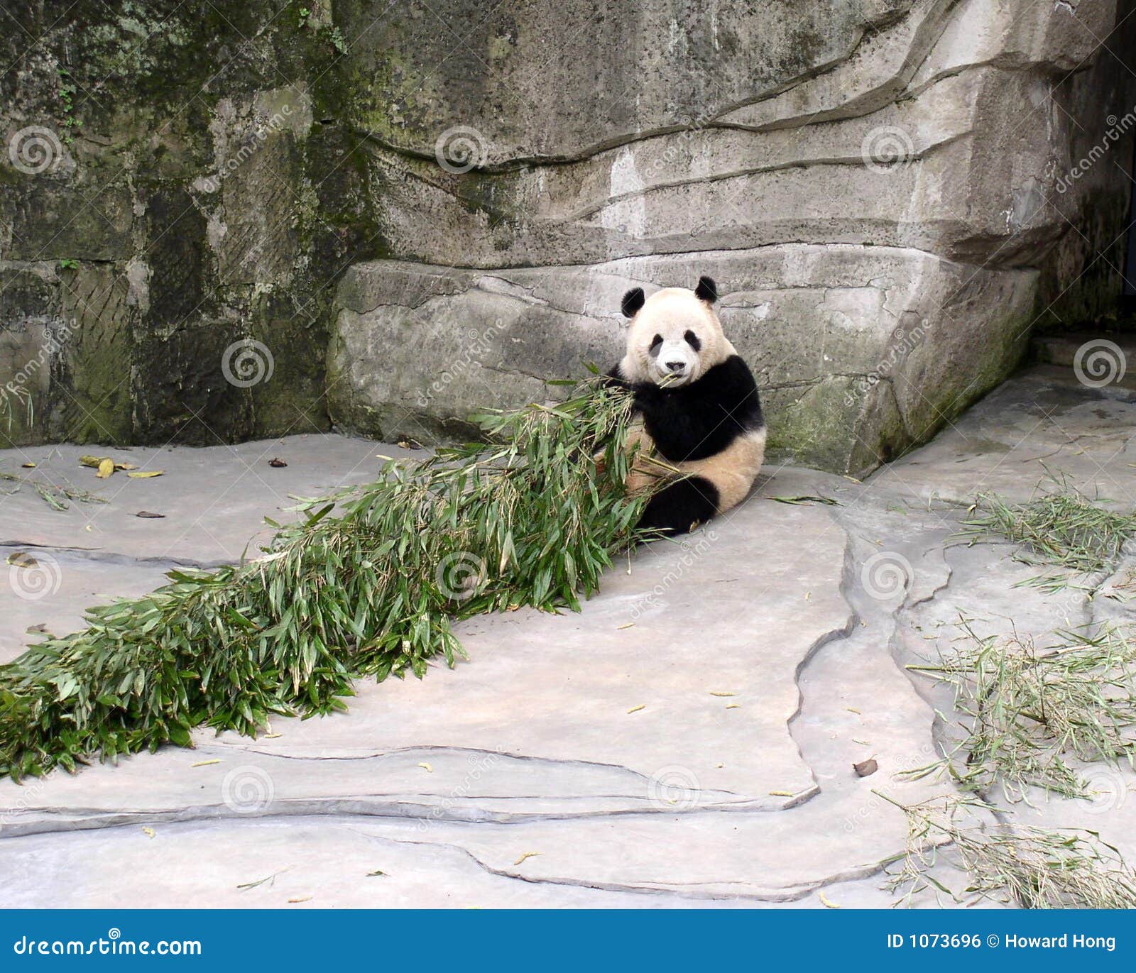 Panda stock photo. Image of cave, eating, mammals, funny - 1073696