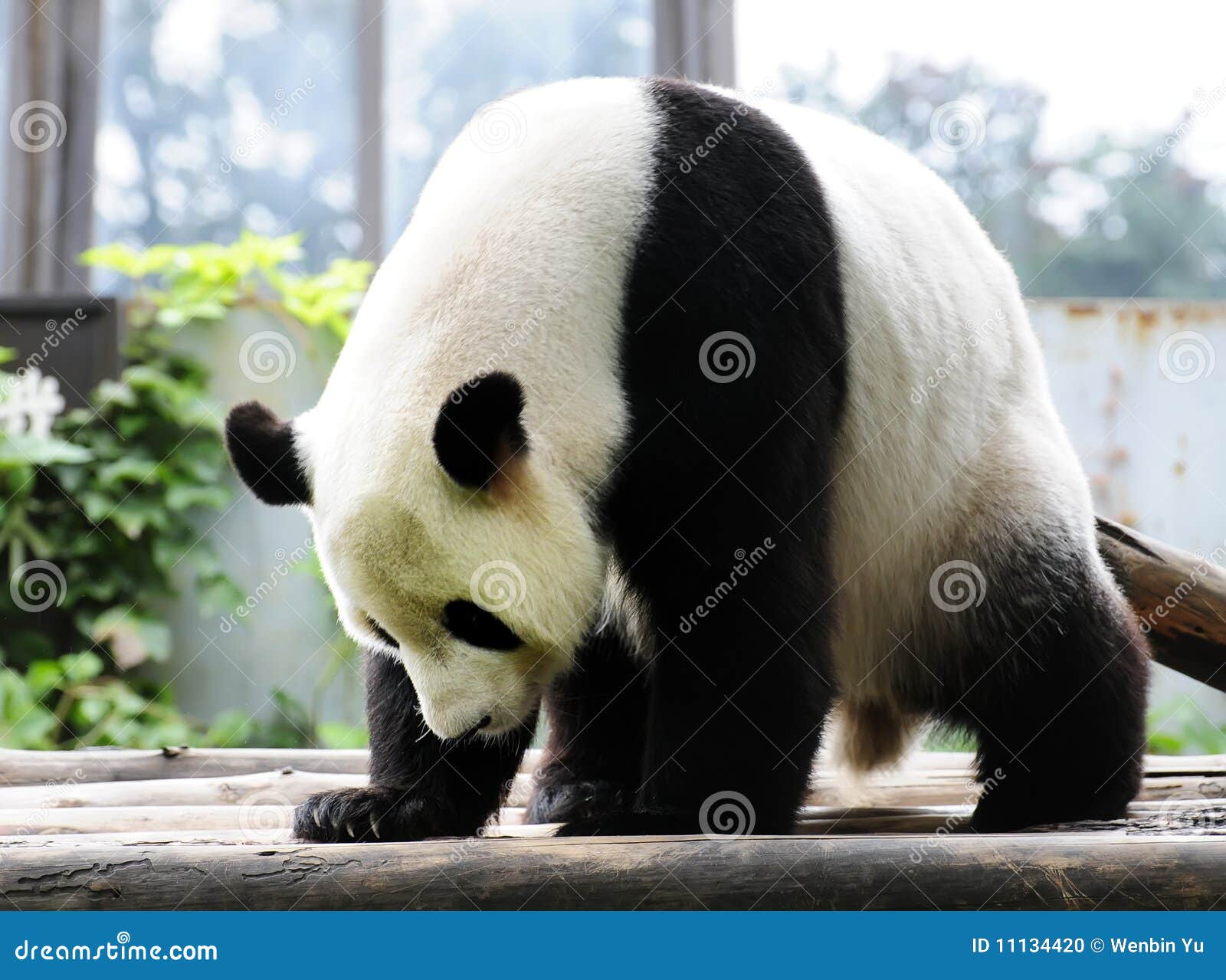 Panda stock photo. Image of hair, ethnicity, environmentalist - 11134420