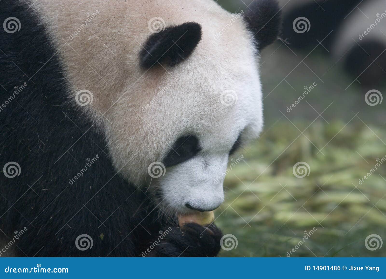 Panda stock photo. Image of white, animal, apple, cute - 14901486