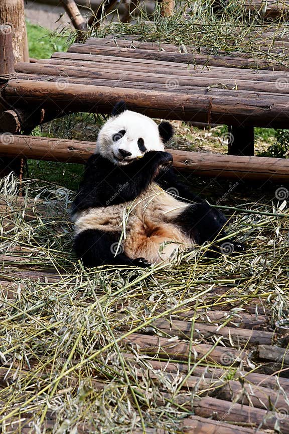 Panda stock photo. Image of chendu, consevation, large - 19418938