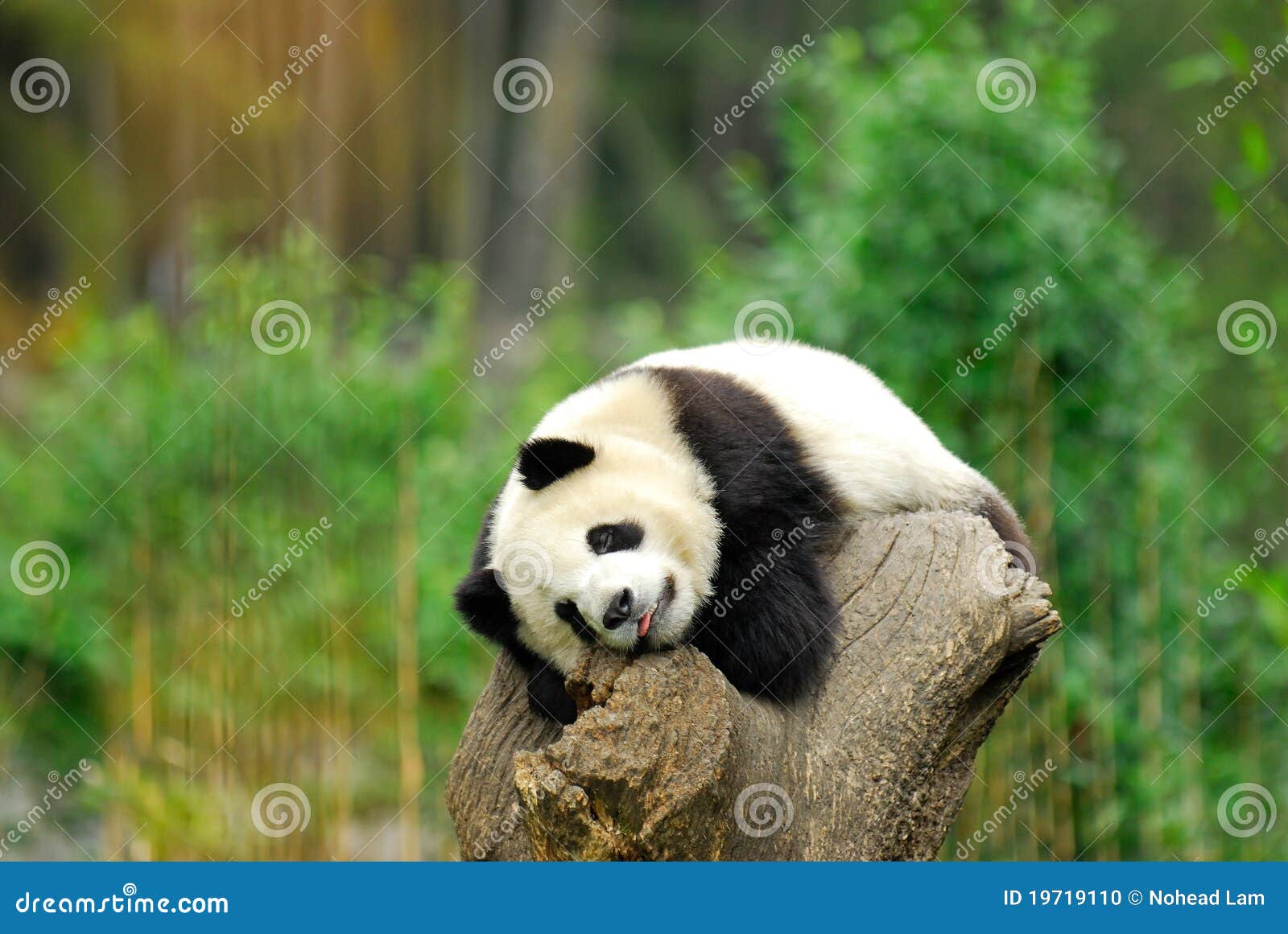 Panda stock photo. Image of eyes, sleep, panda, trees - 19719110